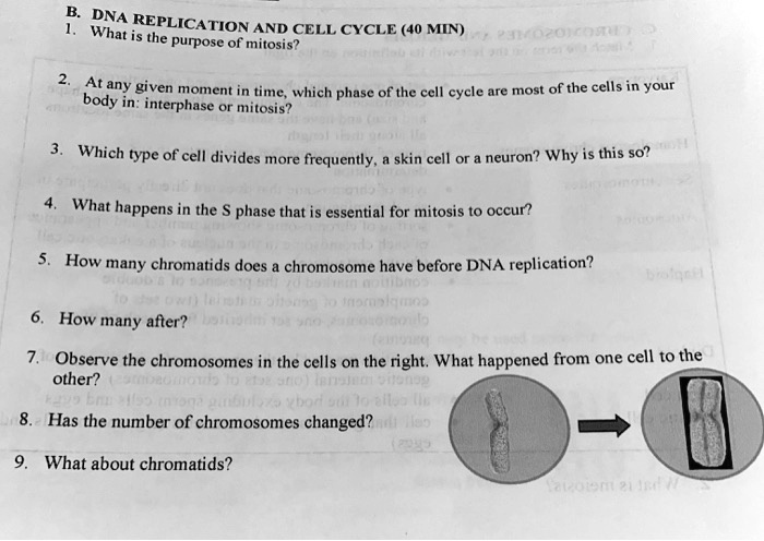 SOLVED: DNA REPLICATION AND CELL CYCLE (40 MIN) What is the purpose of ...