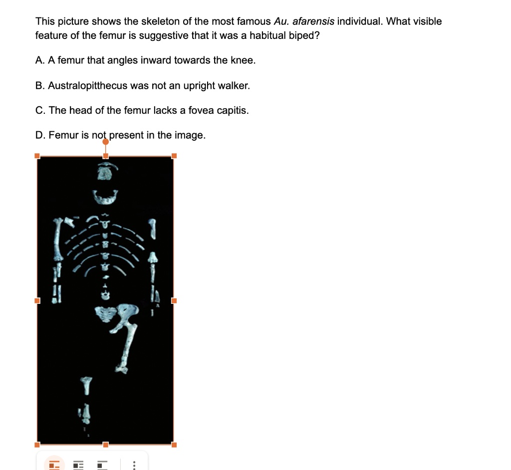Solved This Picture Shows The Skeleton Of The Most Famous Au Afarensis Individual What