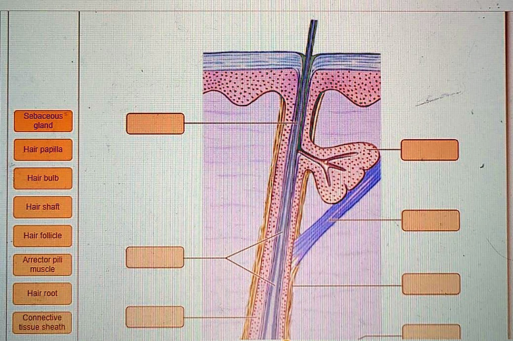 Solved Sebaceous Gland Hair Papilla Hair Bulb Hair Shaft Hair Follicle Arrector Pili Muscle