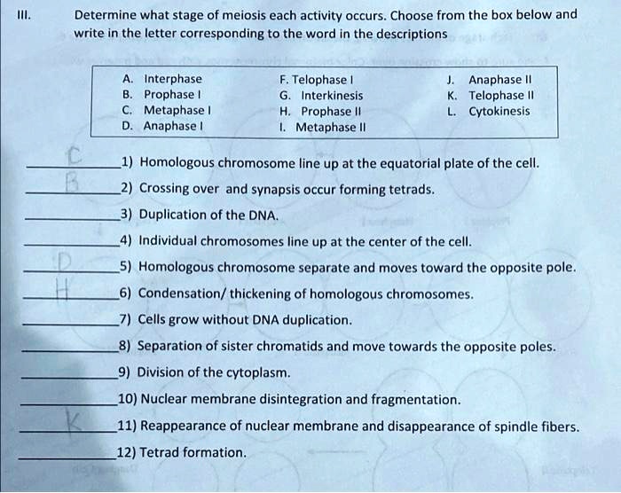 III. Determine what stage of meiosis each activity occurs. Choose from ...