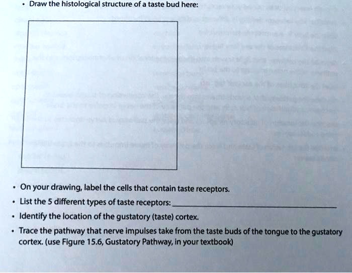 Draw the histological structure of a taste bud here: On your drawing ...