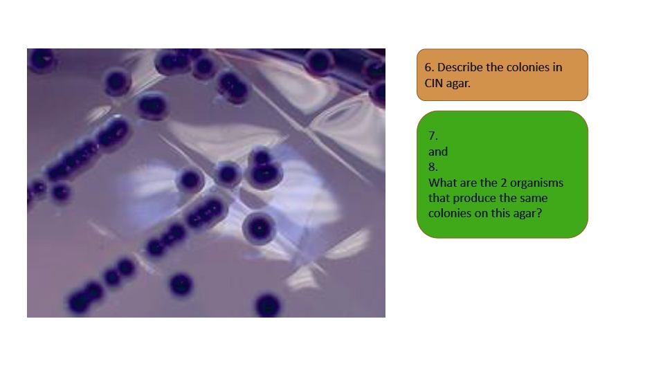 SOLVED: 6. Describe the colonies in CIN agar: and What are the 2 ...
