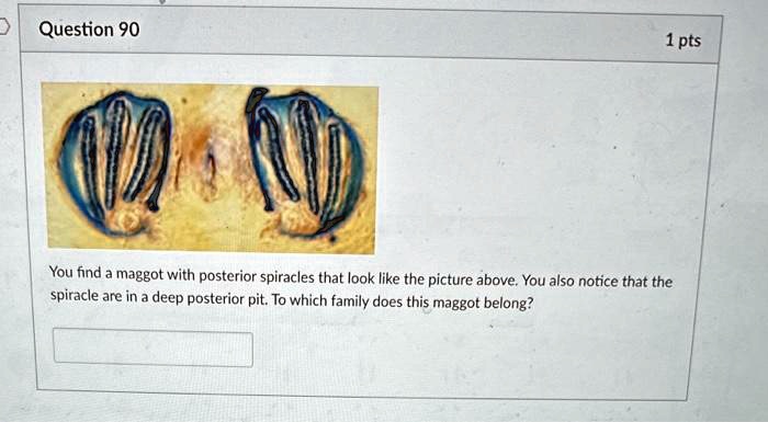 question 90 1pts you find a maggot with posterior spiracles that look ...