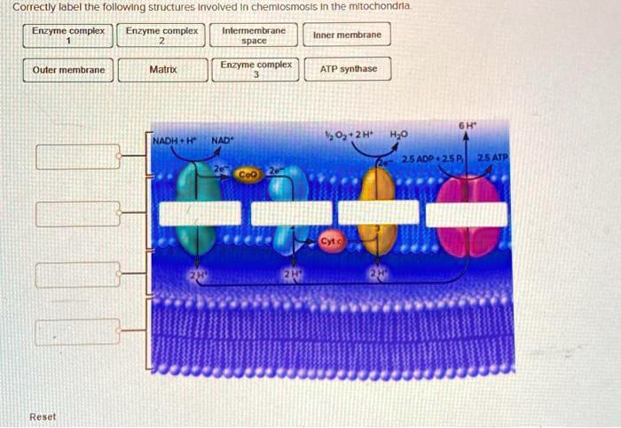 SOLVED: Correctly label the following structures involved in ...