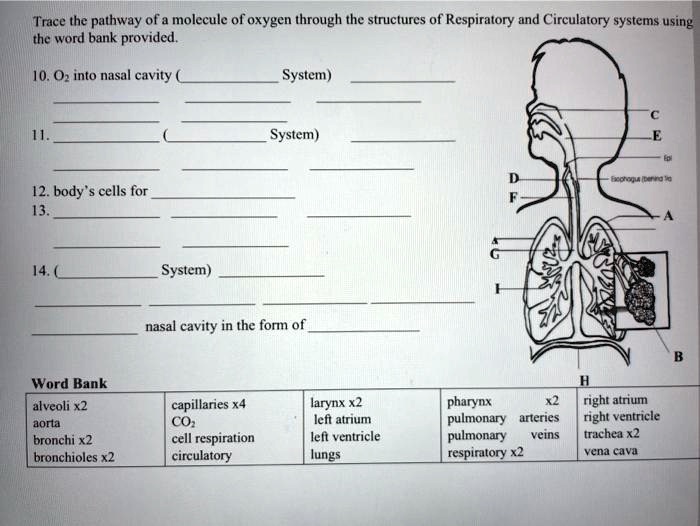 trace the pathway of molecule of oxygen through the structures of ...