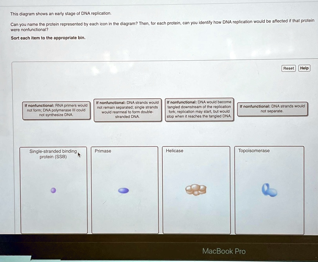 This diagram shows an early stage of DNA replication. Can you name the ...