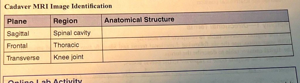 SOLVED: Cadaver MRI Image Identification able[[Plane,Region,Anatomical ...