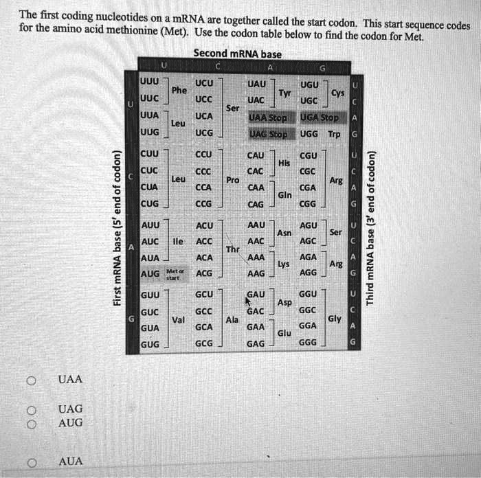 SOLVED: The first coding 5 nucleotides on mRNA are together called the start codon This start ...
