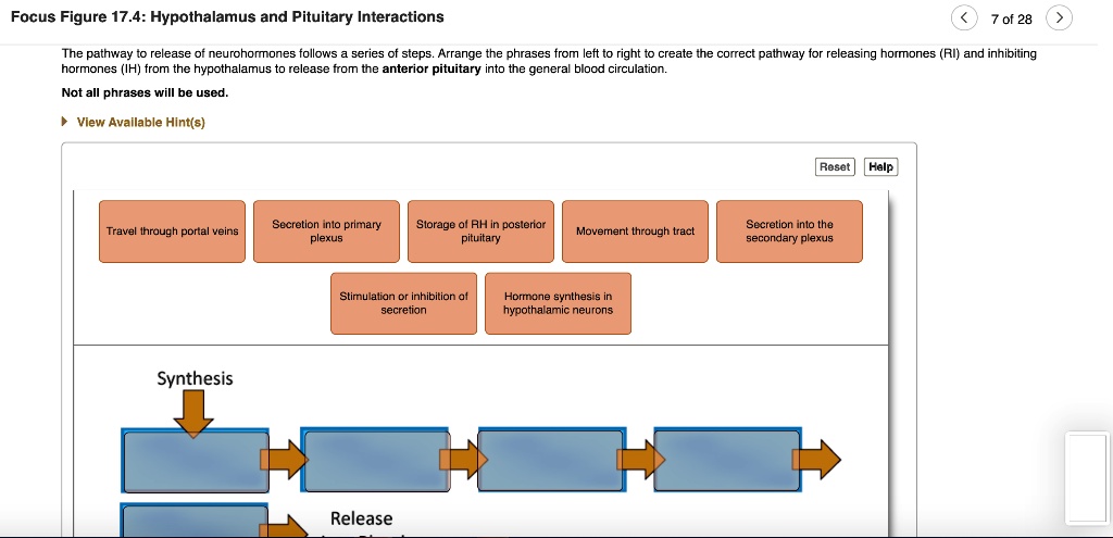 Text: Focus Figure 17.4: Hypothalamus and Pituitary Interactions Vol ...
