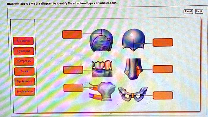 SOLVED: Texts: Drag the labels onto the diagram to identify the ...