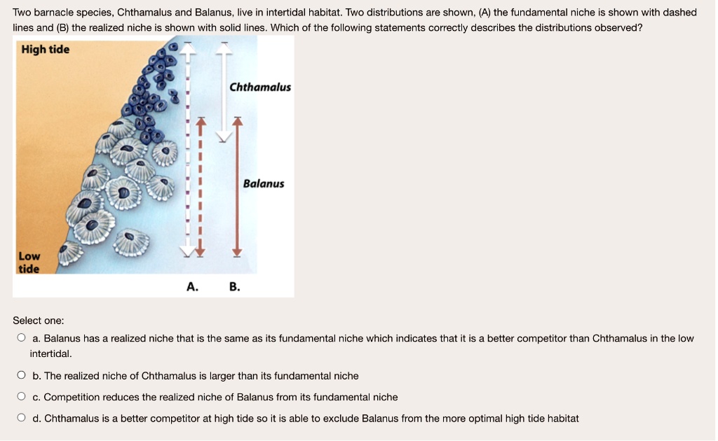 two barnacle species chthamalus and balanus live in intertidal habitat ...