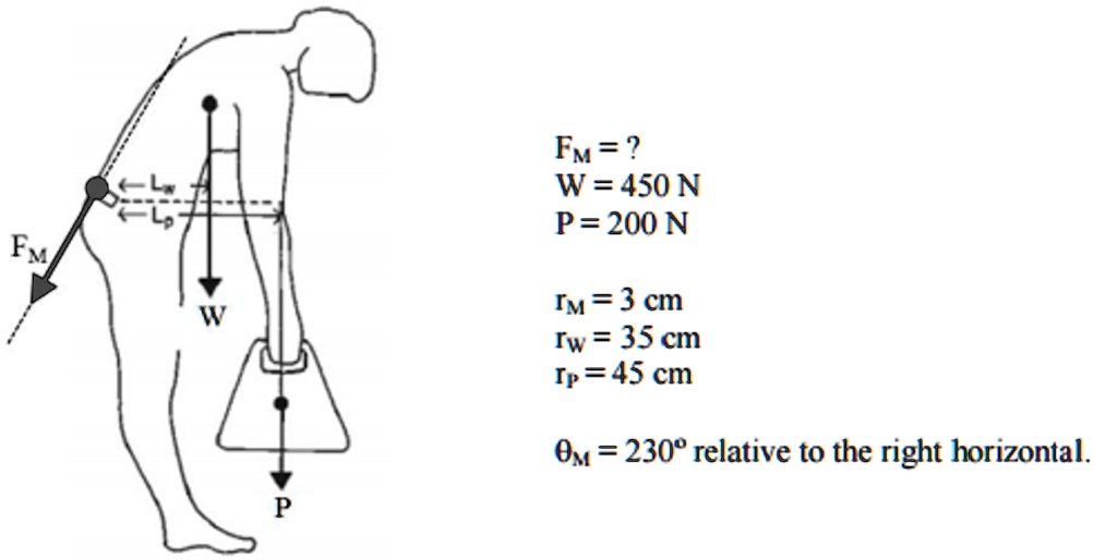 SOLVED: When lifting a load from the floor, it is imperative to use ...