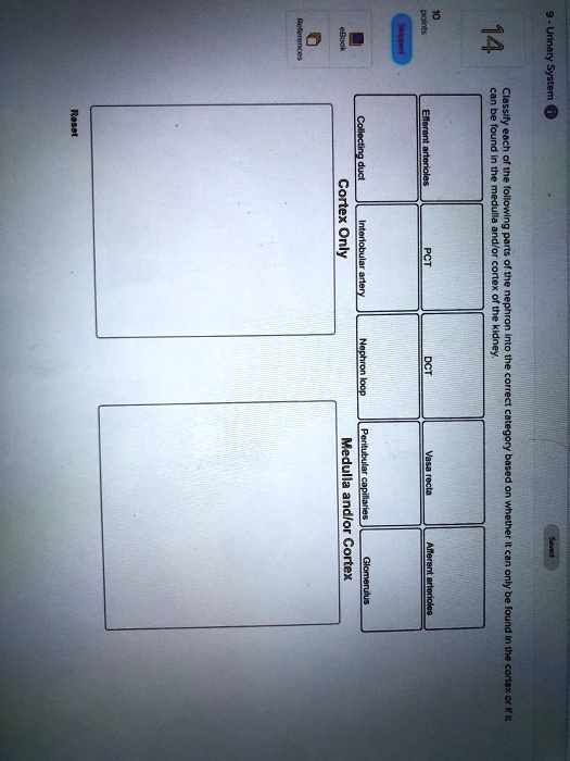 SOLVED: 9 - Urinary System: Collecting duct, Efferent arterioles ...