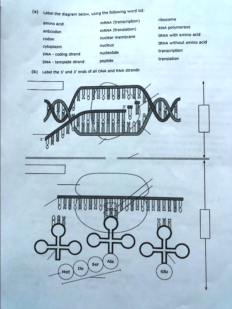 SOLVED: (a) Label the following word list: the diagram below, Using amino acid mRNA ...