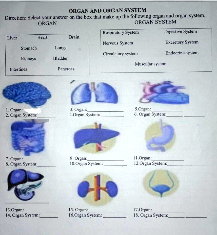 SOLVED: âžª CHOICES: ORGAN: Liver Heart Brain Stomach Lungs Kidneys ...