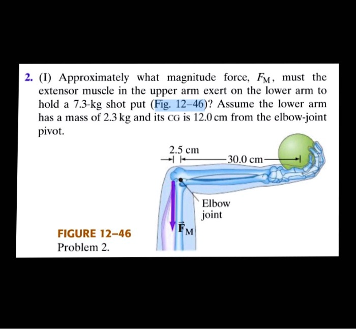 2. (I) Approximately what magnitude force, FM, must the extensor muscle ...