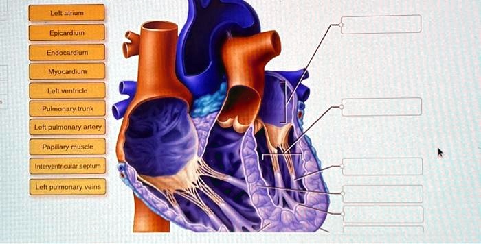 SOLVED: S Left atrium Epicardium Endocardium Myocardium Left ventricle ...