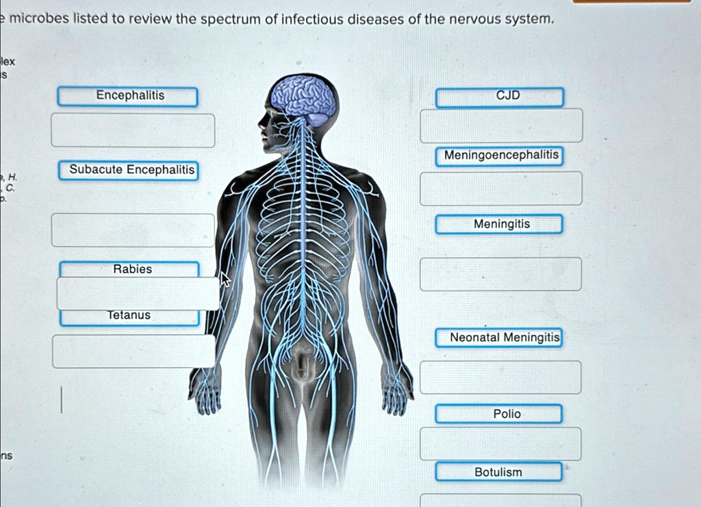 SOLVED: microbes listed to review the spectrum of infectious diseases ...
