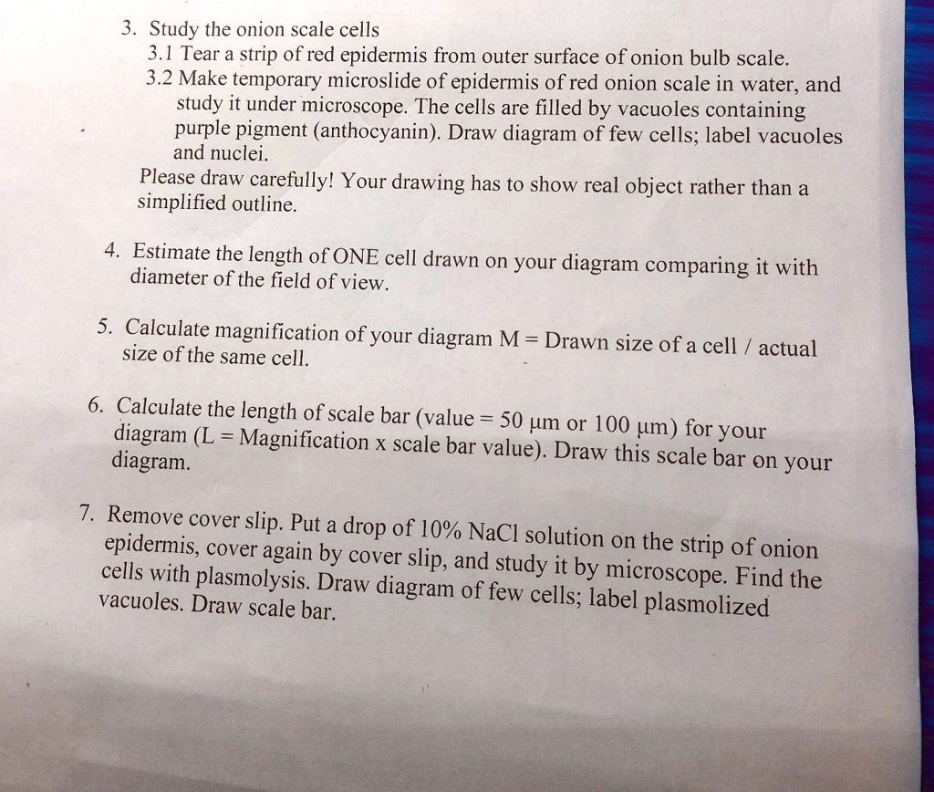 [GET ANSWER] 3 study the onion scale cells 31 tear a strip of red ...