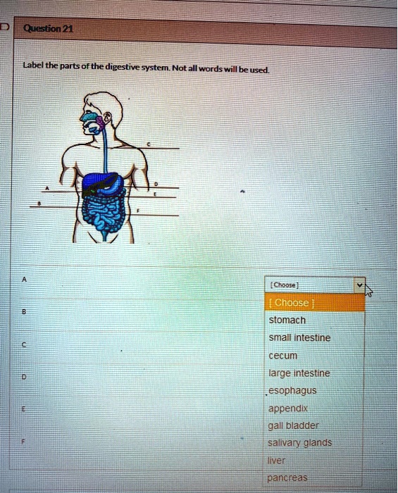 Label the parts of the digestive system. Not all words will be used ...