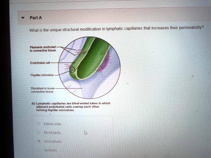 ? Part A What is the unique structural modification in lymphatic ...