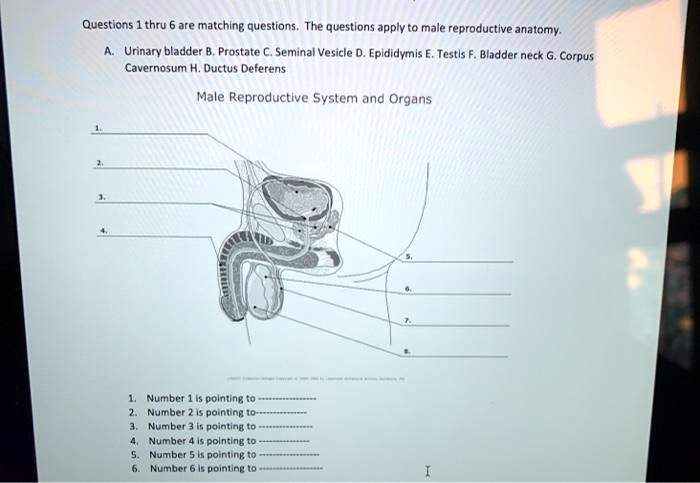SOLVED: Questions 1 through 6 are matching questions. The questions ...