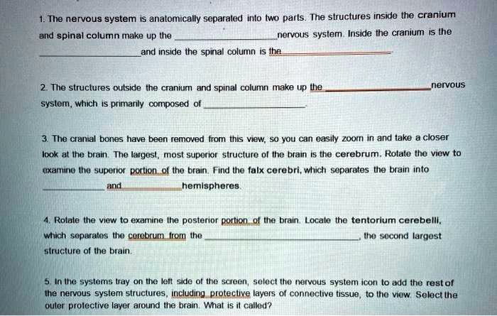 SOLVED: 1.The nervous system is anatomically separated into two parls.The structures inside the ...