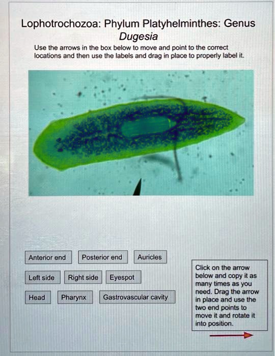 Lophotrochozoa: Phylum Platyhelminthes: Genus Dugesia Use the arrows in ...