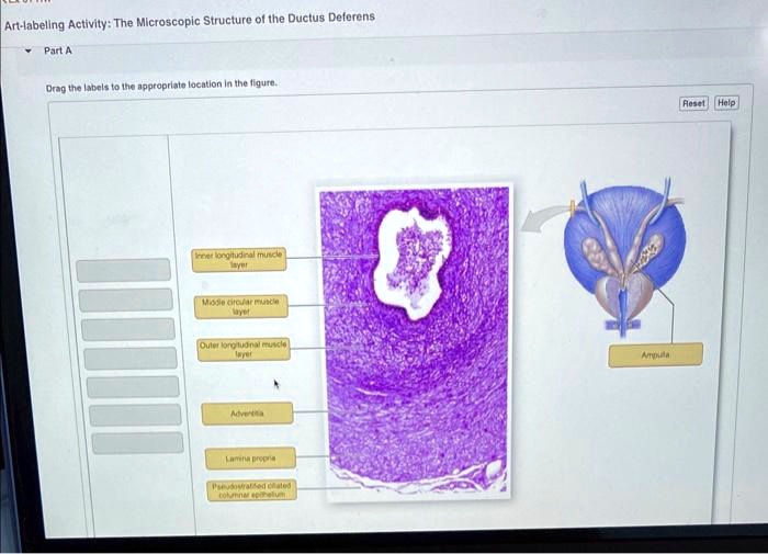 art labeling activitythe microscopic structure of the ductus deferens ...