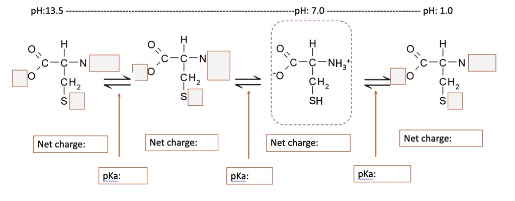 SOLVED: The net charge of an amino acid depends on the pH of its ...