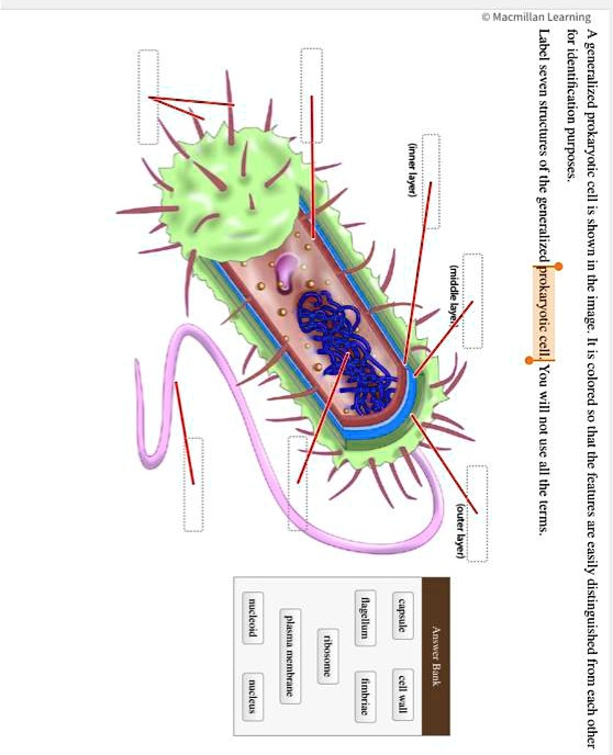 Macmillan Learning A generalized prokaryotic cell is shown in the image. It is colored so that ...