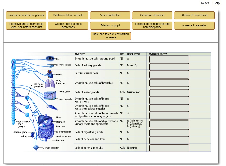 ch 4 11 of 26 art labeling activity main effects of sympathetic nervous ...