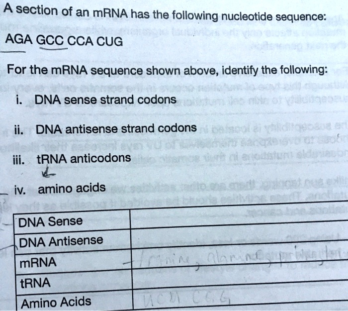 SOLVED: A section of an mRNA has the following nucleotide sequence: AGA GCC CCA CUG. For the ...