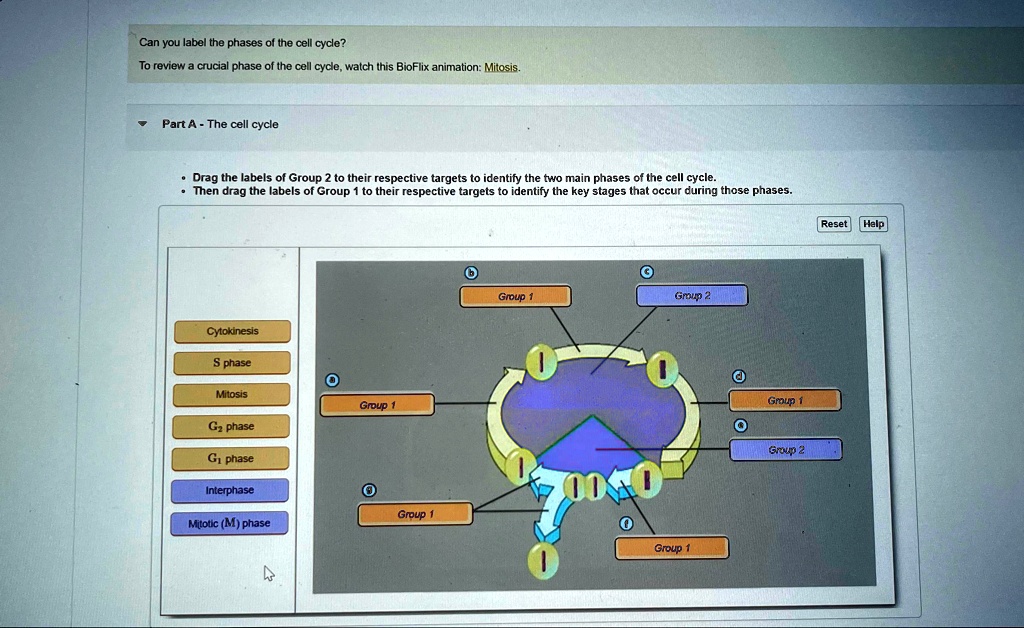 Can you label the phases of the cell cycle? To review a crucial phase of the cell cycle, watch ...