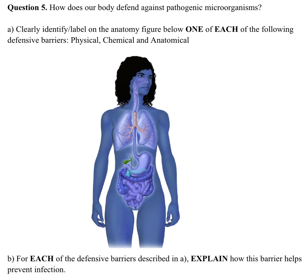 SOLVED: Question 5. How does our body defend against pathogenic ... SOLVED: Question 5. How does our body defend against pathogenic ...