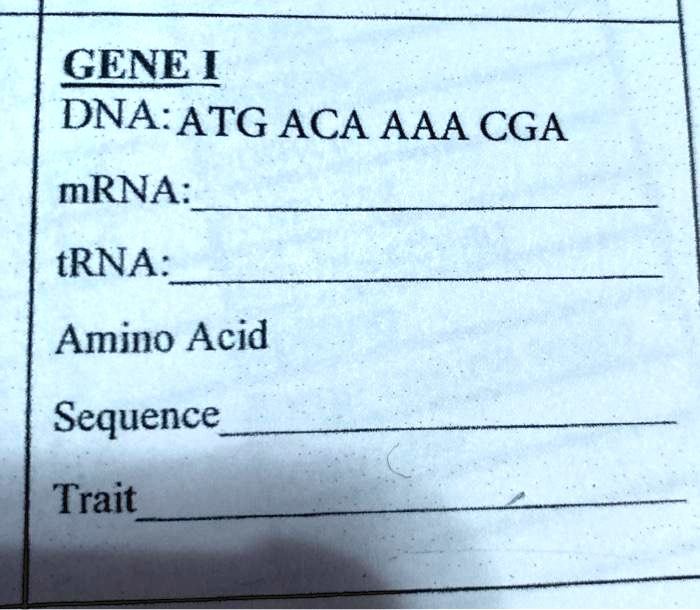 SOLVED:GENE L DNA:ATG ACA AAA CGA mRNA: tRNA: Amino Acid Sequence_ Trait