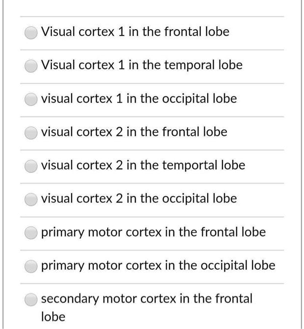 visual cortex 1 in the frontal lobe visual cortex 1 in the temporal ...