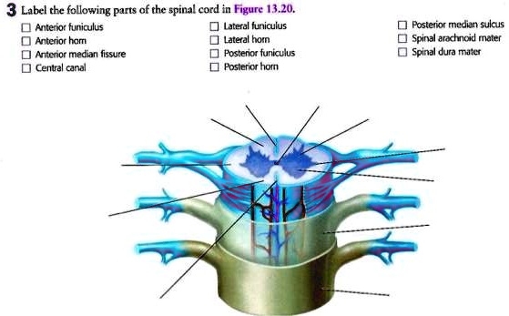 VIDEO solution: 3 Label the following parts of the spinal cord in ...