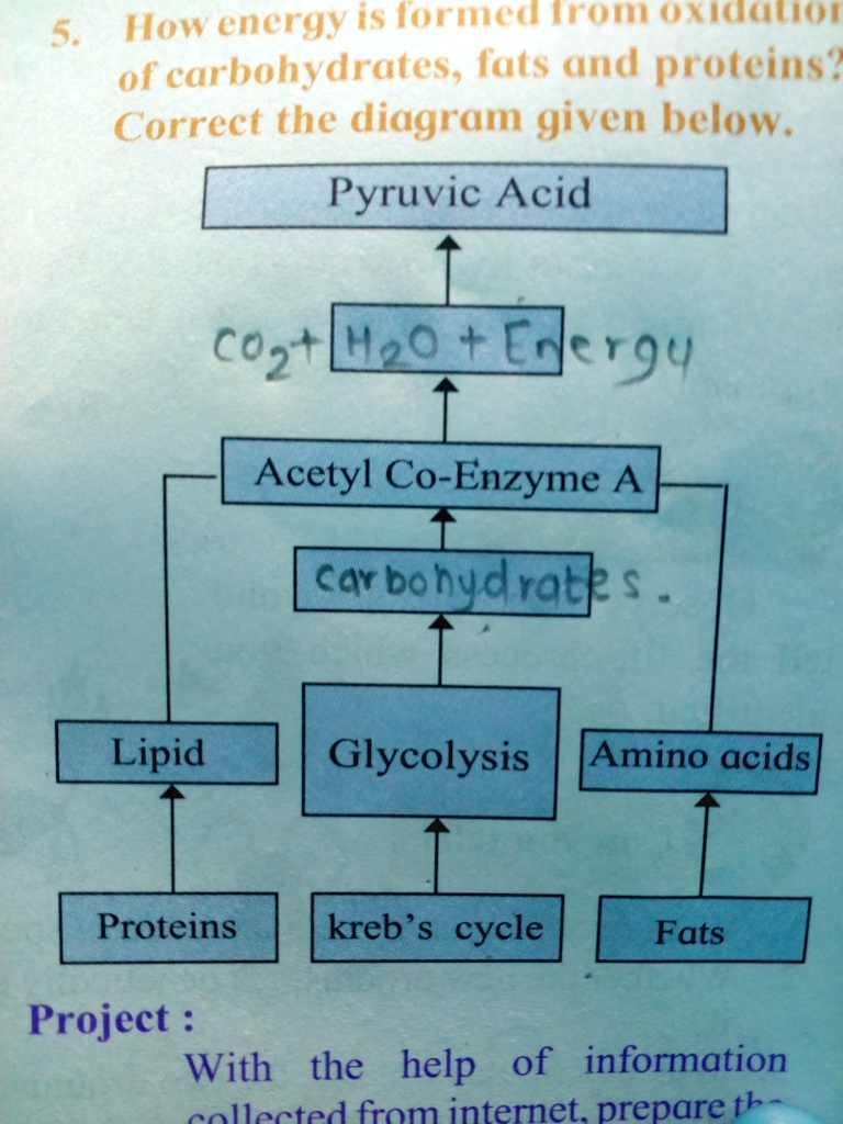 5. How energy is formed from oxidation of carbohydrates, fats and ...