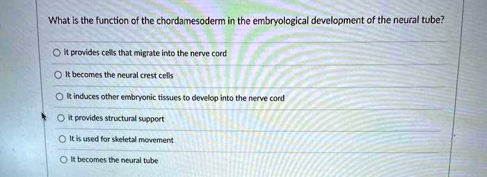 SOLVED: What is the function of the chordamesoderm in the embryological ...