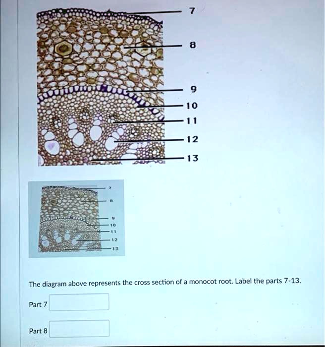 SOLVED: 0 [ 21 91 The diagram above represents the cross section of a ...