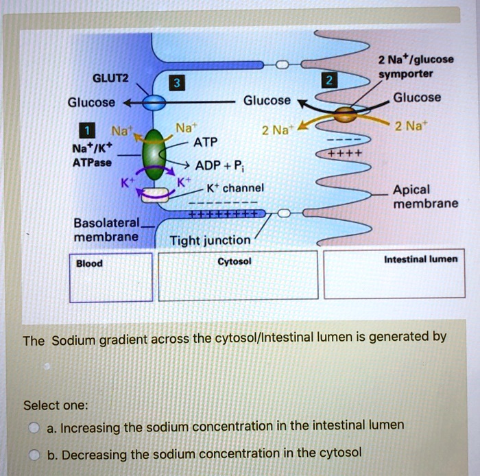 SOLVED: 2 Na+ Glucose symporter GLUT2 Glucose Glucose Na+ /K+ ATPase ...