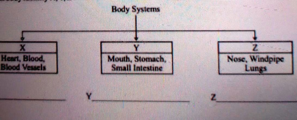 SOLVED: 0.3 The chart below shows the classification of organs that ...