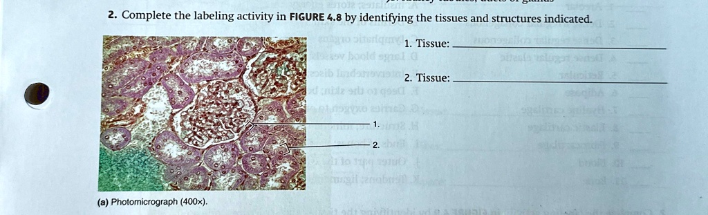 complete the labeling activity in figure 48 by identifying the tissues ...