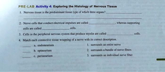PRE-LAB Activity 4: Exploring the Histology of Nervous...