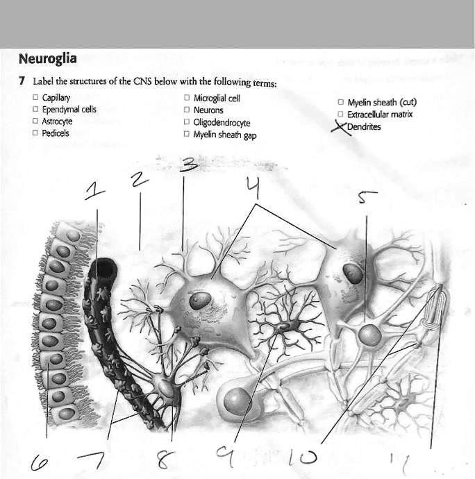 Label the structures of the CNS below with the following terms ...