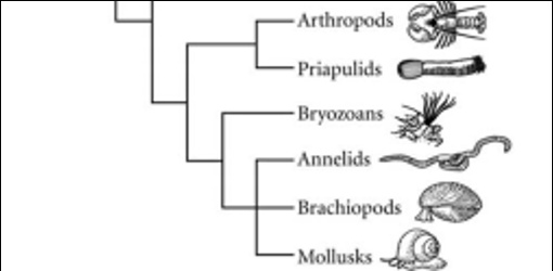 SOLVED: Arthropods Priapulids Bryozosns Annelids Brachiopods Mollusks
