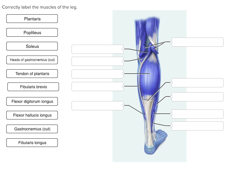 Correctly Label The Muscles Of The Leg