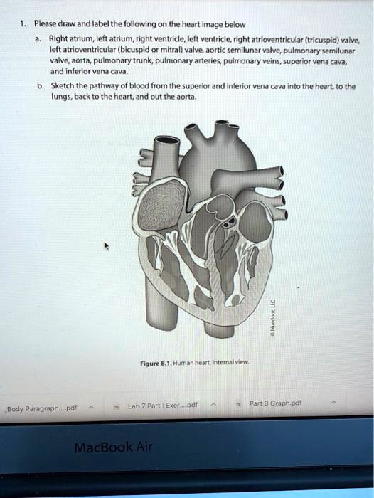 SOLVED: 1.Please draw and label the following on the heart image below ...