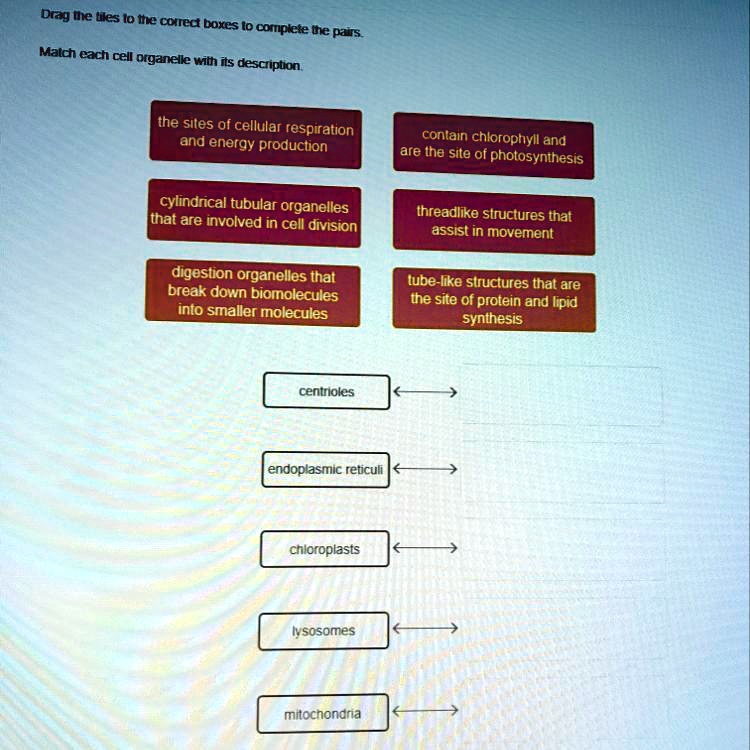 SOLVED: Match each cell organelle with its description. Drag one like ...